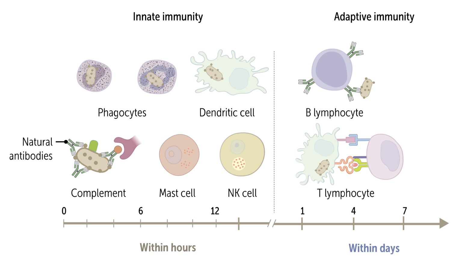 Rx Bricks Update of the Immunology Collection | ScholarRx